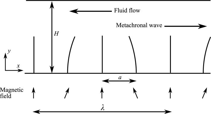 Fluid flow due to collective non-reciprocal motion of symmetrically ...