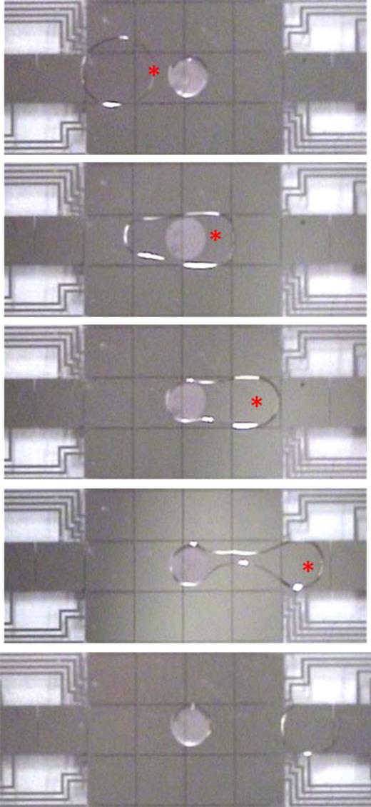 Hydrogel discs for digital microfluidics | Biomicrofluidics | AIP ...