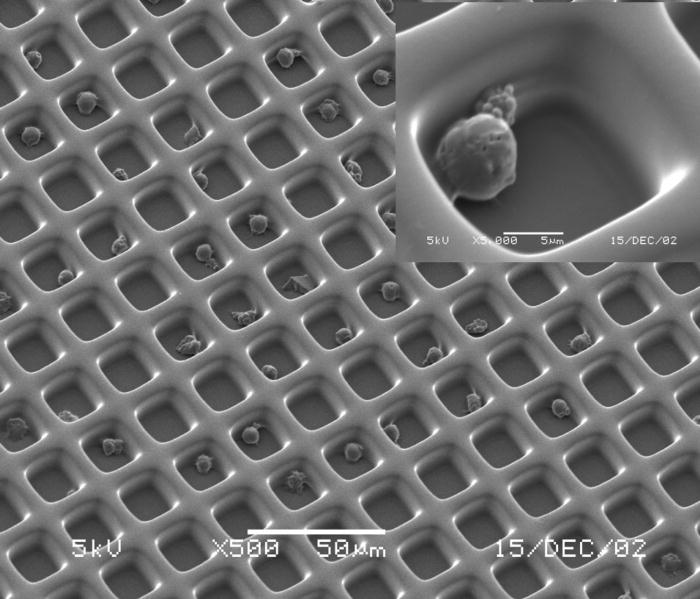 Biosensors for immune cell analysis—A perspective | Biomicrofluidics ...