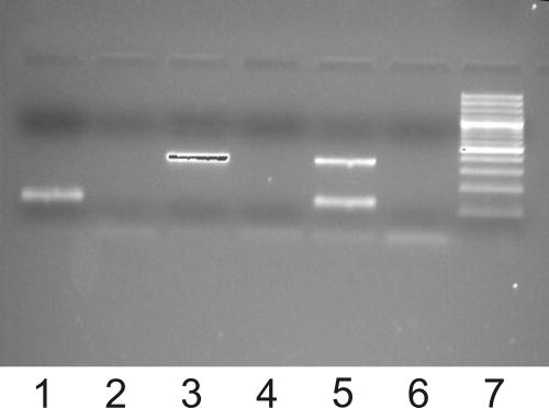 Dna Capture Probe Based Separation Of Double Stranded Polymerase Chain
