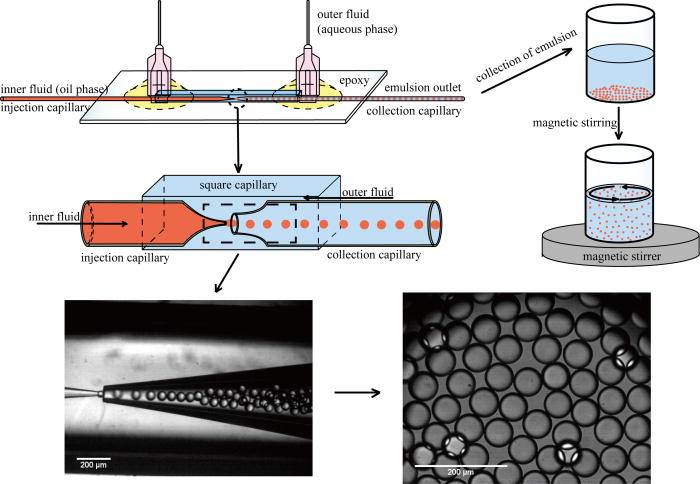 Droplet based microfluidic fabrication of designer microparticles for encapsulation applications ...