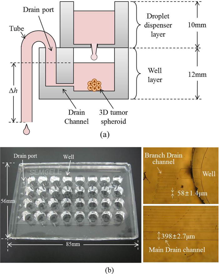 On-chip three-dimensional tumor spheroid formation and pump-less ...