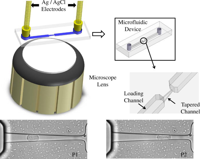 Quantification of the specific membrane capacitance of single cells ...