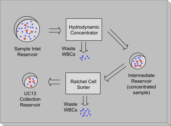 Highly selective biomechanical separation of cancer cells from ...