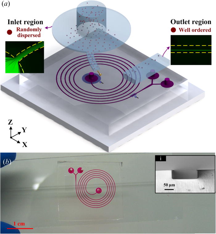 High-throughput inertial particle focusing in a curved microchannel ...