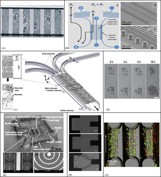 Microfluidic devices for cell cultivation and proliferation ...