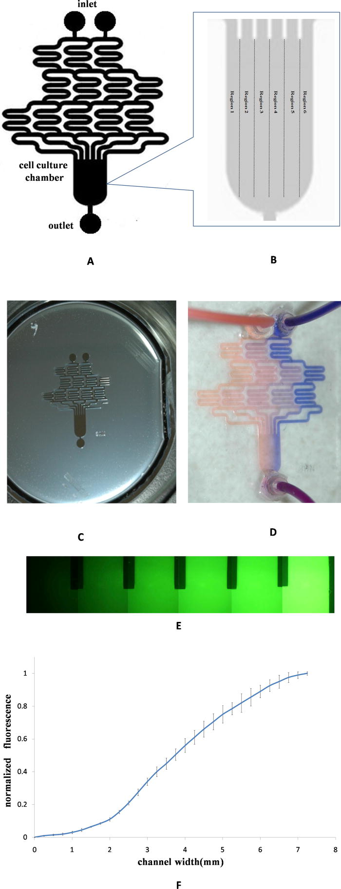 Using microfluidic chip to form brain-derived neurotrophic factor ...