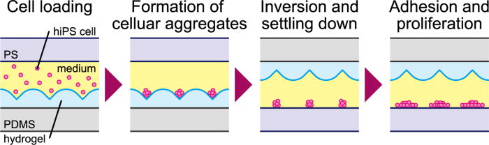 Inverting microwell array chip for the cultivation of human induced ...