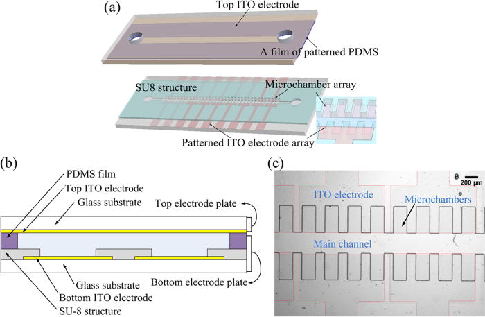 Individually addressable multi-chamber electroporation platform with dielectrophoresis and ...