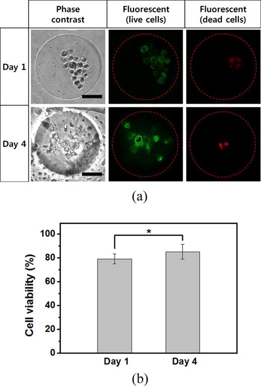 Cell-induced flow-focusing instability in gelatin methacrylate ...