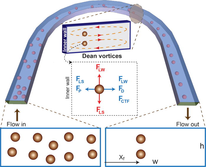 Dean flow-coupled inertial focusing in curved channels ...
