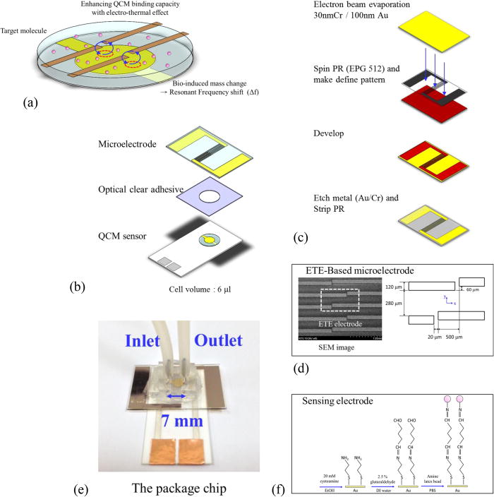 Improving the binding efficiency of quartz crystal microbalance ...