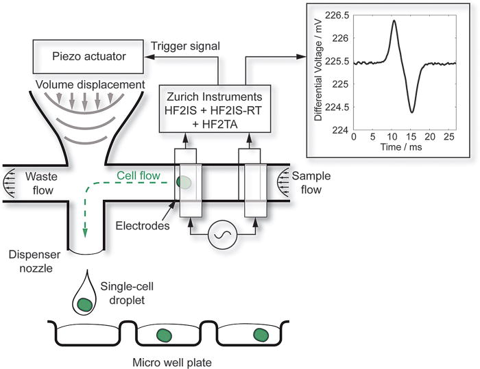 Single-cell printing based on impedance detection | Biomicrofluidics ...