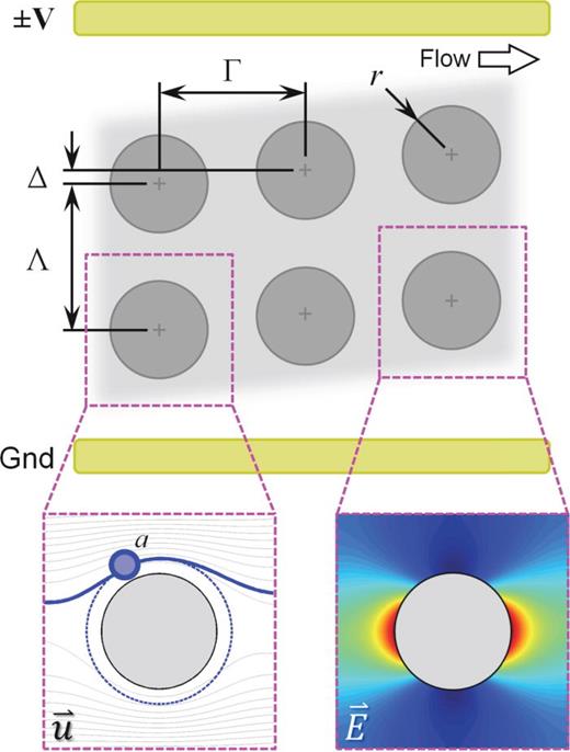 Enhancing Sensitivity And Specificity In Rare Cell Capture Microdevices With Dielectrophoresis