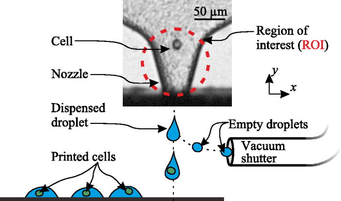 Enhanced single-cell printing by acoustophoretic cell focusing ...