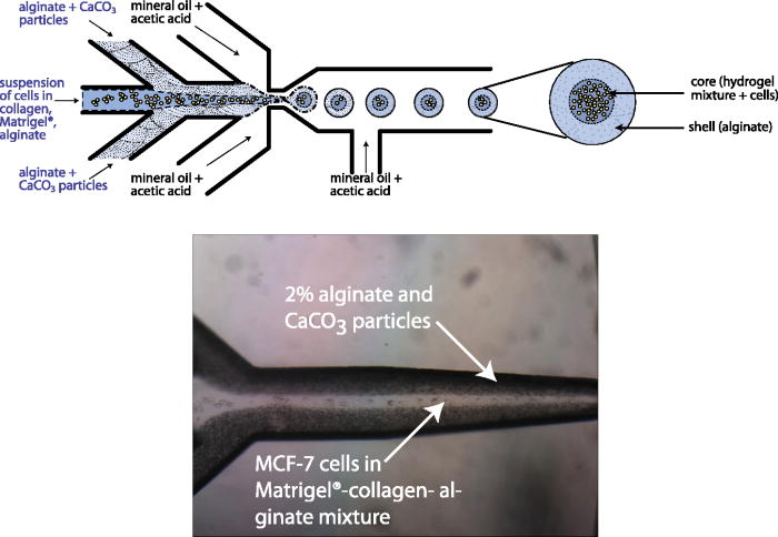 Core-shell hydrogel beads with extracellular matrix for tumor spheroid ...