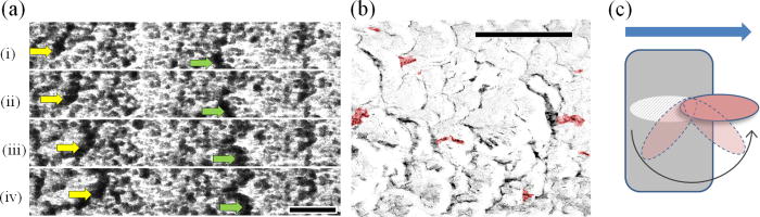 Live-streaming: Time-lapse video evidence of novel streamer formation ...