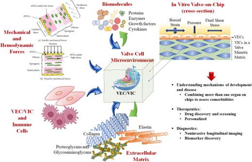 Aortic valve cell microenvironment: Considerations for developing a ...