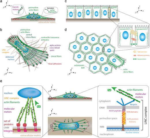 Appreciating the role of cell shape changes in the mechanobiology of ...