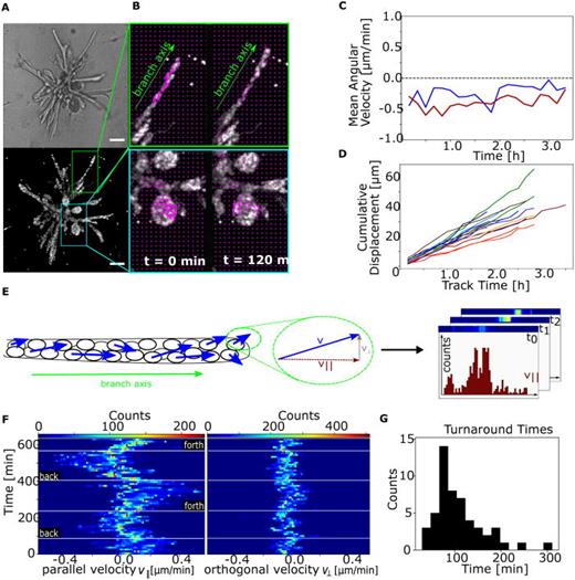 Collective cell migration during human mammary gland organoid ...