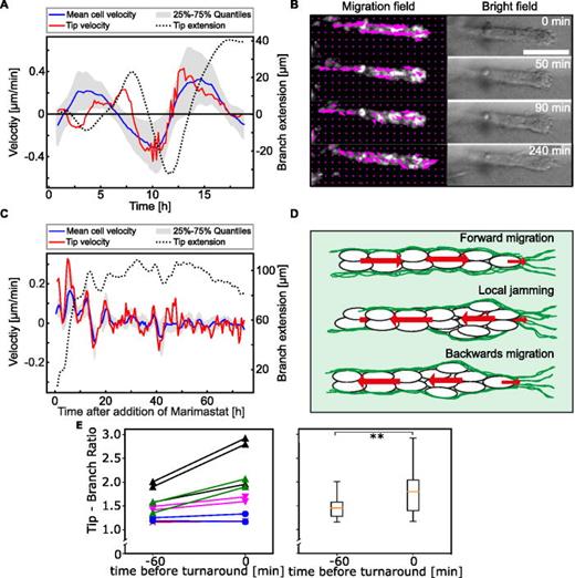 Collective cell migration during human mammary gland organoid ...