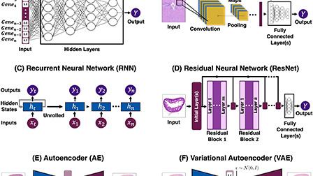 Deep learning in spatial transcriptomics: Learning from the next next ...
