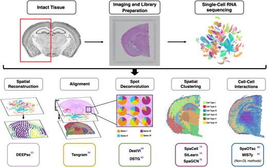 Deep learning in spatial transcriptomics: Learning from the next next-generation sequencing ...