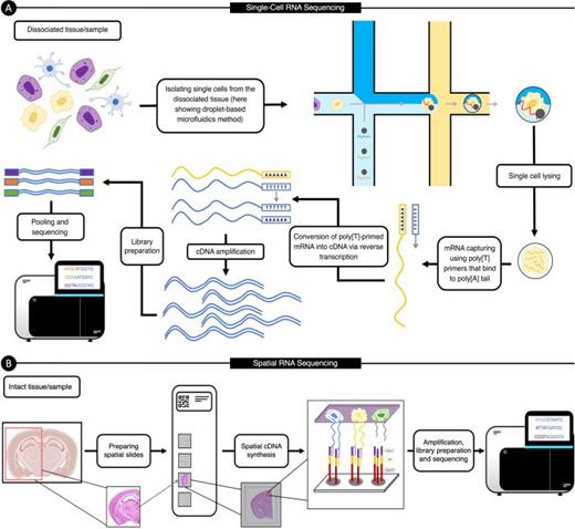 Deep learning in spatial transcriptomics: Learning from the next next ...