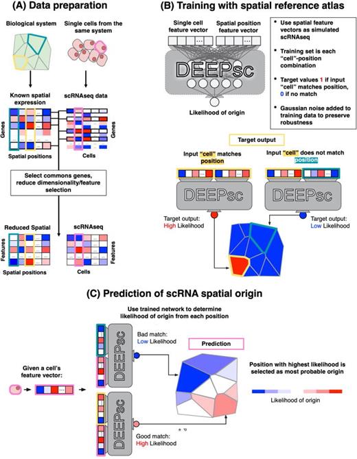 Deep learning in spatial transcriptomics: Learning from the next next ...