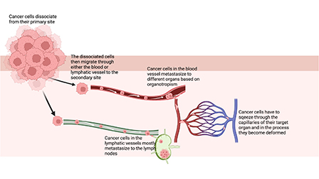 Vascular regulation of disseminated tumor cells during metastatic ...
