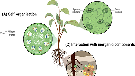 Engineering living materials by synthetic biology | Biophysics Reviews ...
