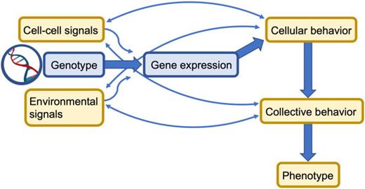 Mechanobiology as a tool for addressing the genotype-to-phenotype ...