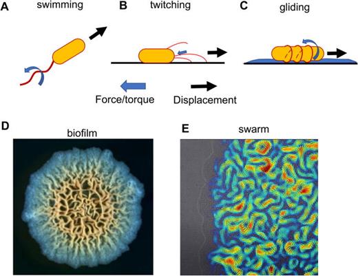 Mechanobiology as a tool for addressing the genotype-to-phenotype ...
