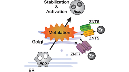 Metalation and activation of Zn2+ enzymes via early secretory pathway ...
