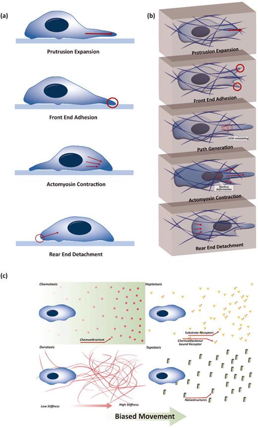 Subcellular mechano-regulation of cell migration in confined ...