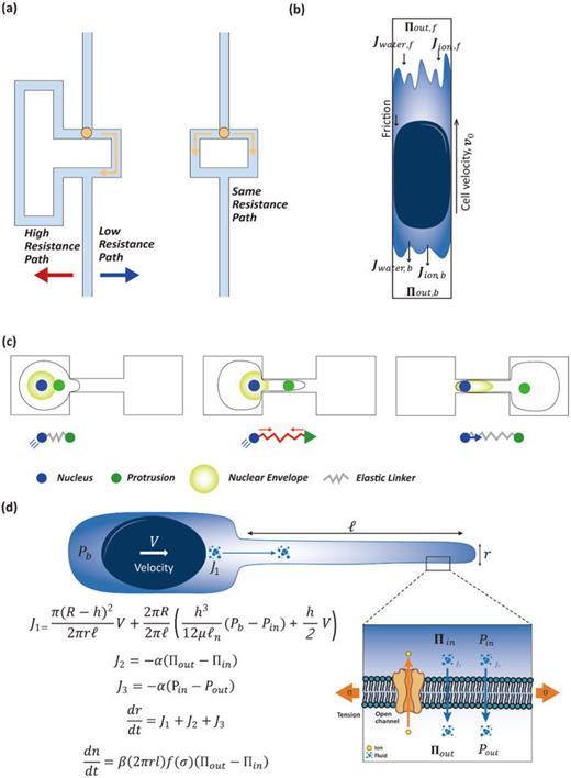 Subcellular mechano-regulation of cell migration in confined ...