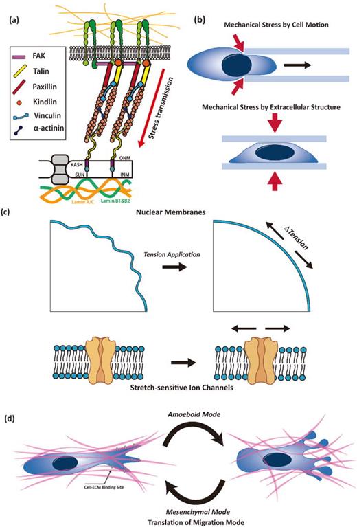 Subcellular mechano-regulation of cell migration in confined ...