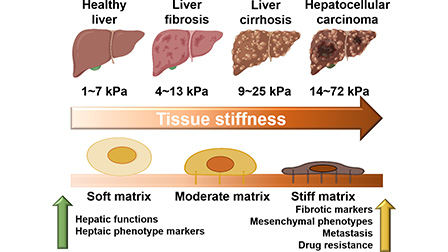 The impact of matrix stiffness on hepatic cell function, liver fibrosis ...