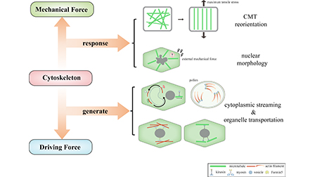 Regulation of cytoskeleton dynamics and its interplay with force in ...