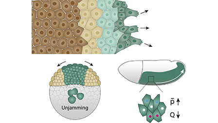Regulation of epithelial cell jamming transition by cytoskeleton and ...