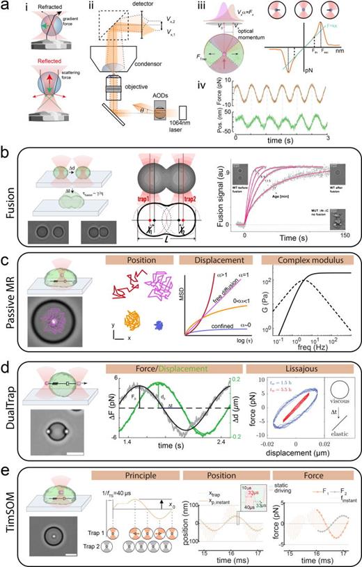 The mechanobiology of biomolecular condensates | Biophysics Reviews ...