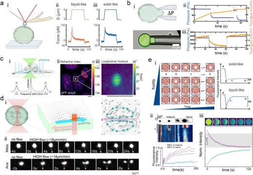 The mechanobiology of biomolecular condensates | Biophysics Reviews ...