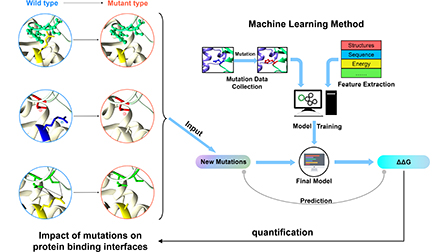 Decoding the effects of mutation on protein interactions using machine ...
