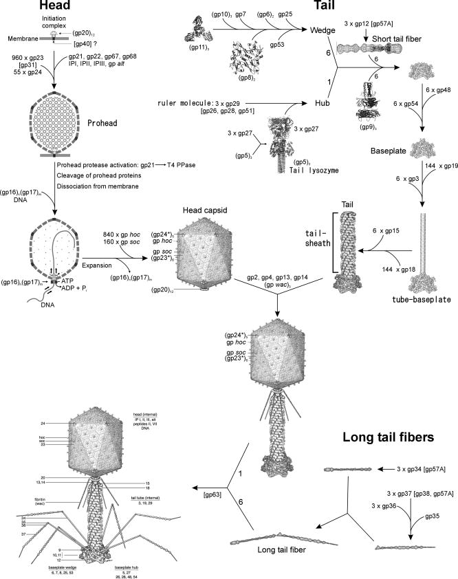 Assembly and infection process of bacteriophage T4 | Chaos: An ...
