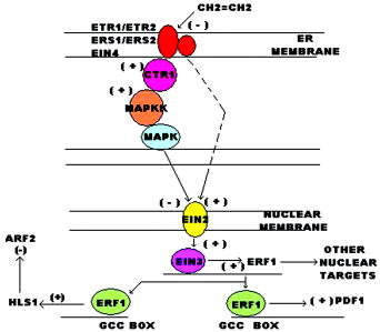 A model of the ethylene signaling pathway and its gene response in ...