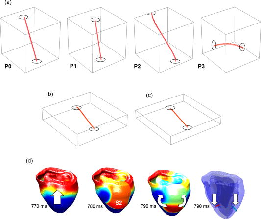 Vortex filament dynamics in computational models of ventricular ...