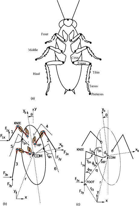 Neuromechanical models for insect locomotion: Stability ...