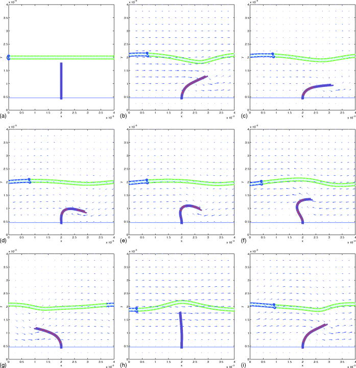 Using Lagrangian coherent structures to analyze fluid mixing by cilia | Chaos: An ...