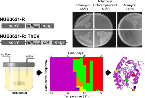 Evolution of a single gene highlights the complexity underlying ...