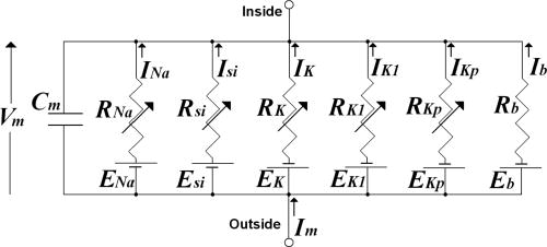 Reentrant excitation in an analog-digital hybrid circuit model of ...